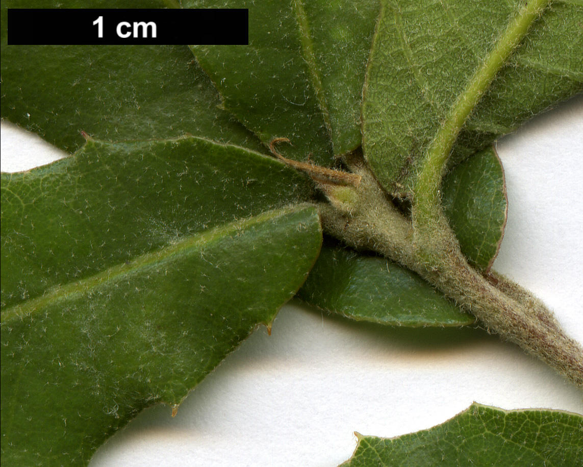 Family: Fagaceae - Genus: Quercus - Taxon: arizonica (High Resolution ...