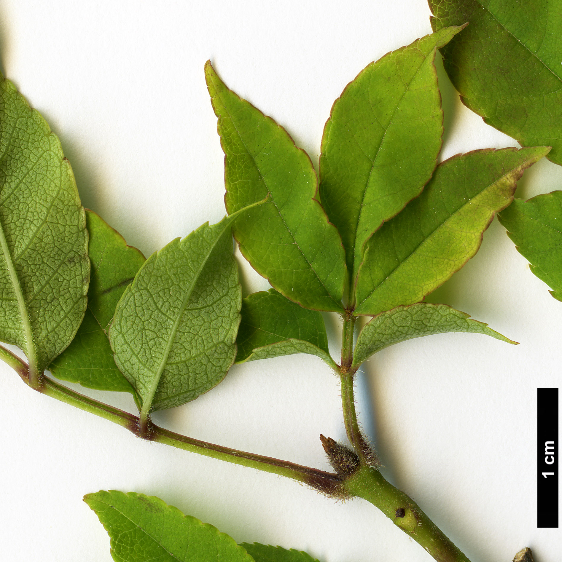 Family: Oleaceae - Genus: Fraxinus - Taxon: longicuspis (High ...