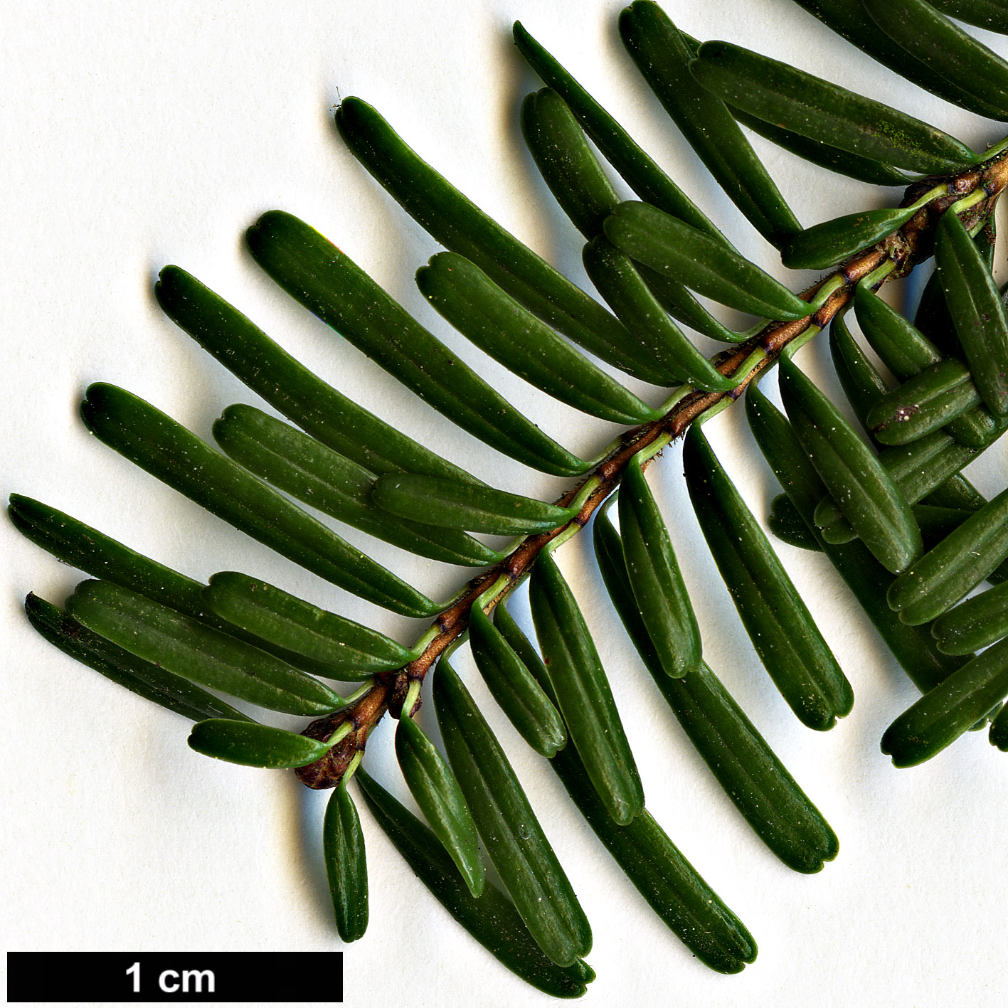 Family: Pinaceae - Genus: Tsuga - Taxon: diversifolia (High Resolution ...